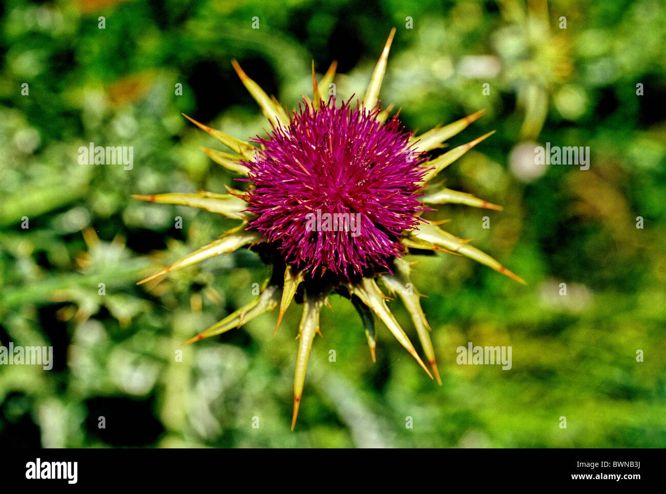 Blessed Milk Thistle Silybum marianum Compositae plant plants flower ...