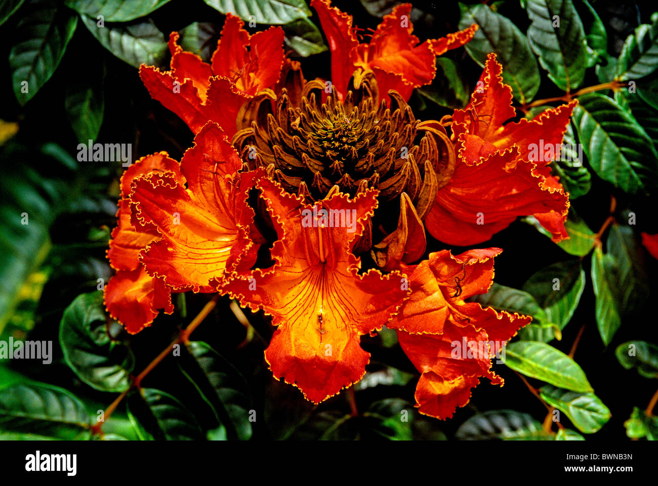 Nandi flame hi-res stock photography and images - Alamy