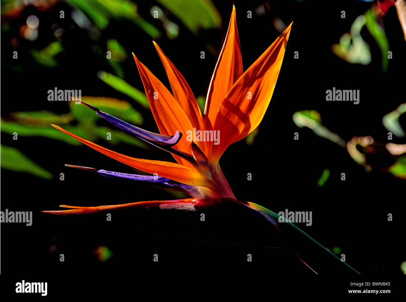 Strelitzia Reginae Crane Flower Bird of Paradise Strelitziaceae plant ...