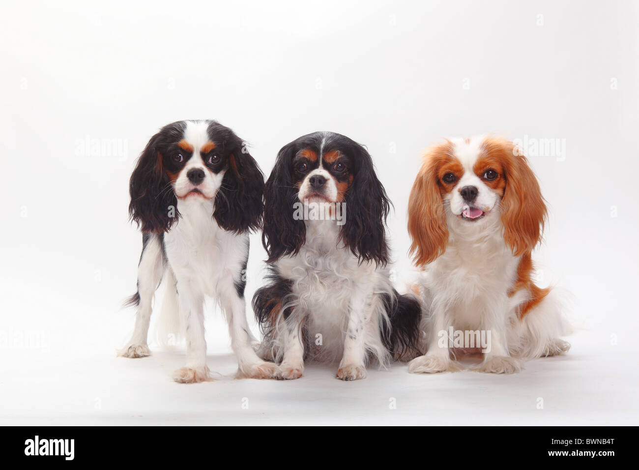 Cavalier King Charles Spaniel, blenheim and tricolour Stock Photo - Alamy