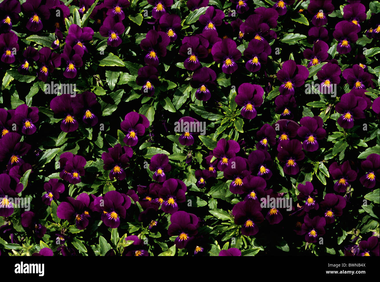 Sweet Violet English Violet Common Violet Viola Odorata Violet ...