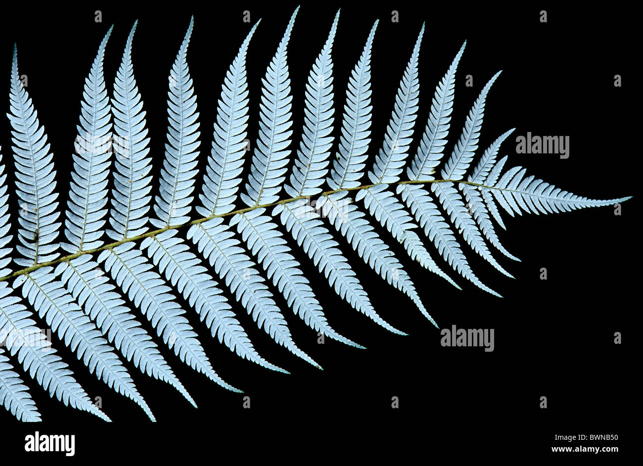 Cyathea Dealbata Silver Tree Fern Ponga Underside New Zealand plant ...