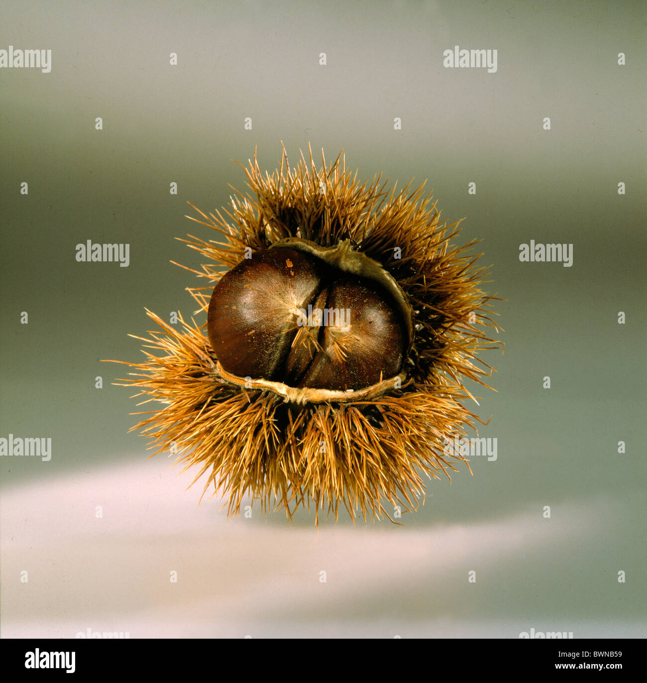 Castanea Sativa Sweet chestnut Fruit Fagaceae plant plants flower ...