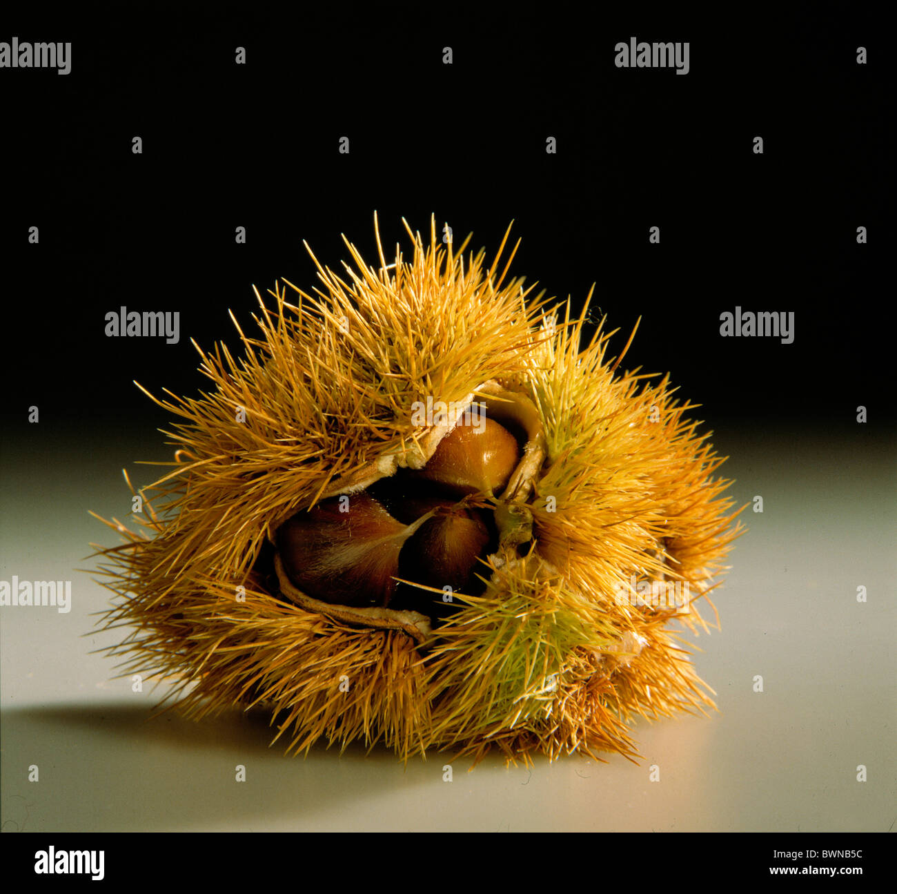 Castanea Sativa Sweet chestnut Fruit Fagaceae plant plants flower ...