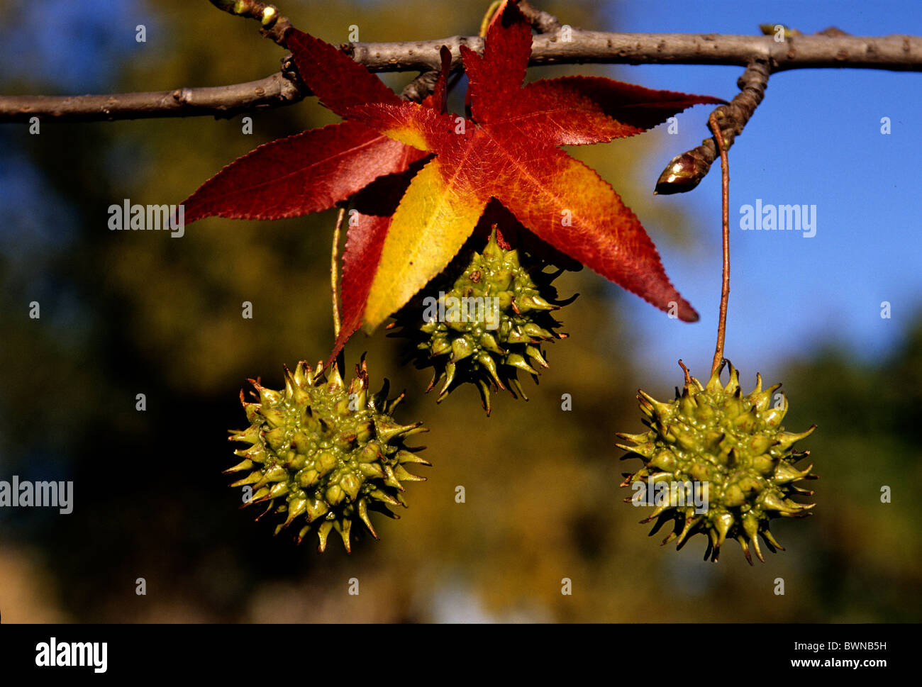 Liquidambar Styraciflua Fruit