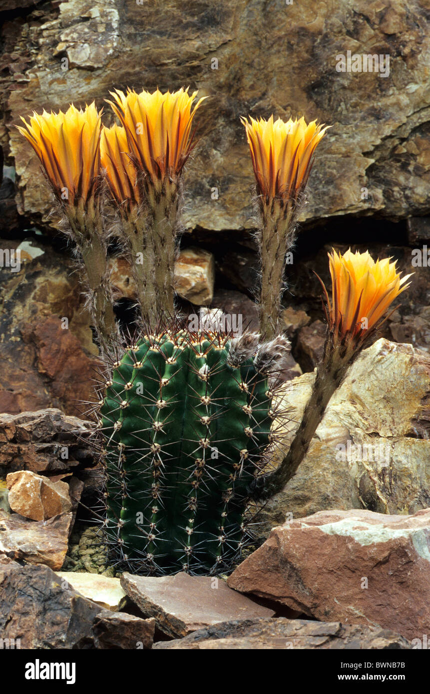 Echinopsis hybrid cactus cacti Cactaceae plant plants flower flowers ...