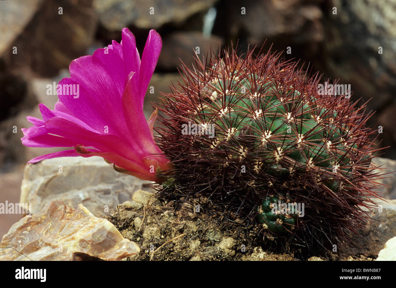 Sulcorebutia Mentosa Cactaceae Bolivia plant plants flower flowers ...