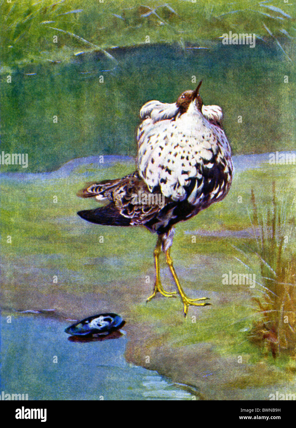 This 1917 illustration shows a Male Ruff in full plumage. This ...