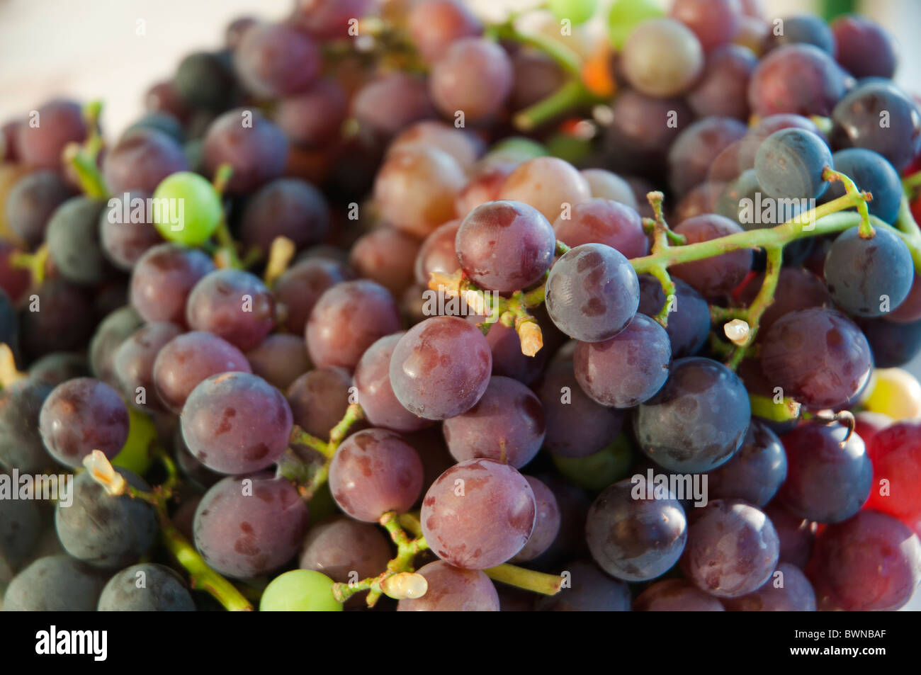 bunch of grapes Stock Photo - Alamy