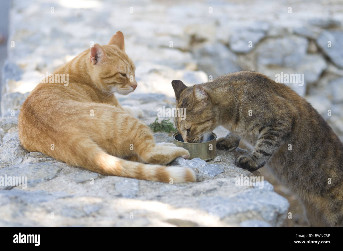 Cats in Crete drinking water Stock Photo - Alamy