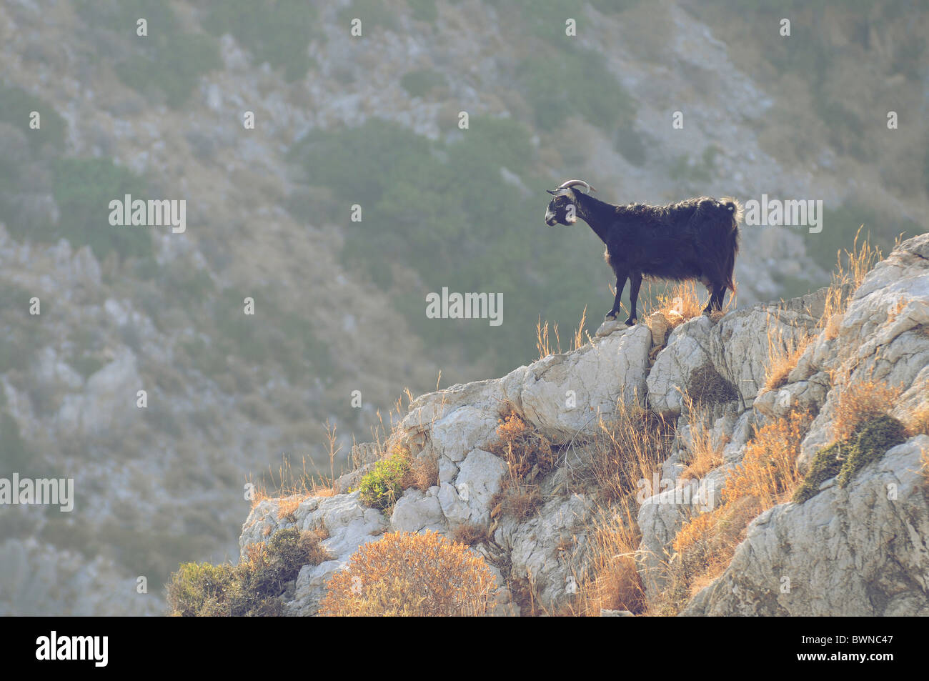Wild goat in Crete mountains Stock Photo - Alamy