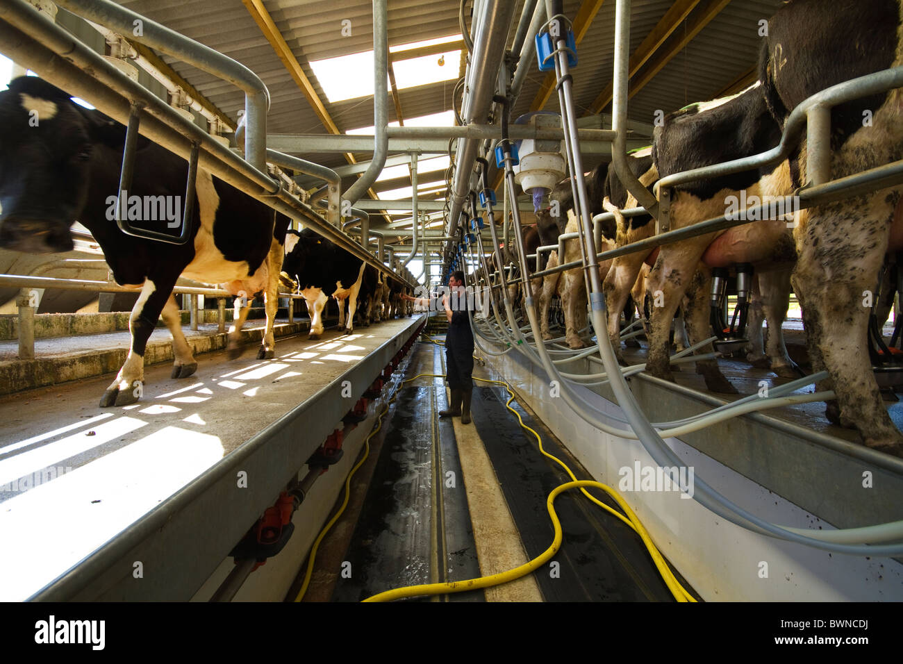 Holstein Friesians being milked in a 24/48 herring bone parlor on a ...