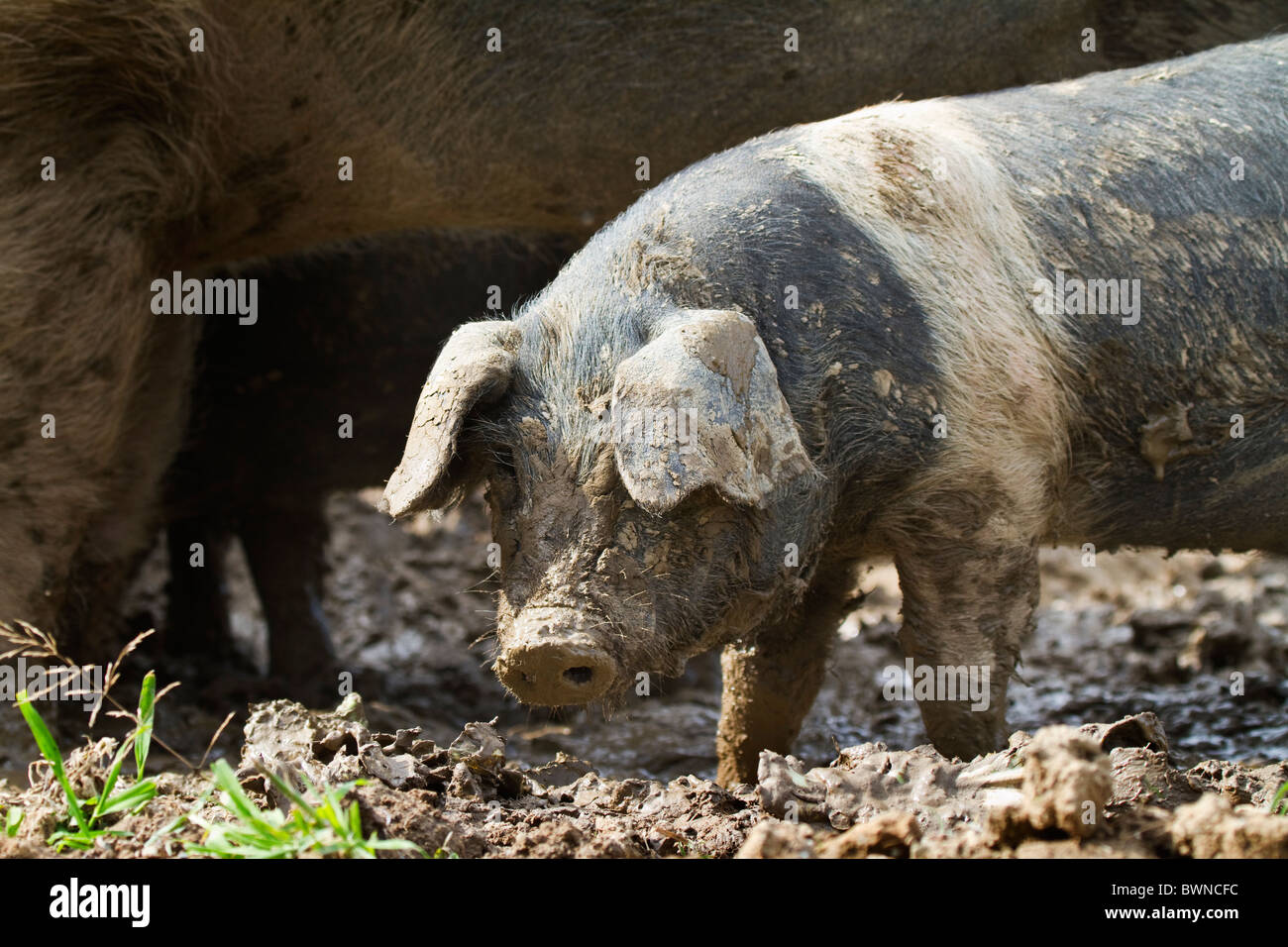 Saddleback Pig in mud Stock Photo - Alamy