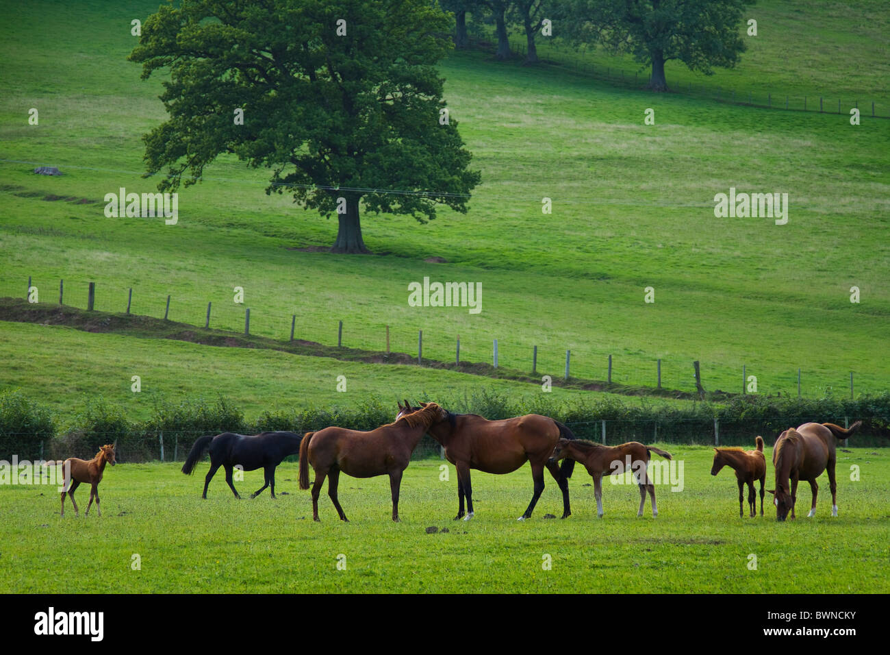 Horses with foals in field Stock Photo - Alamy