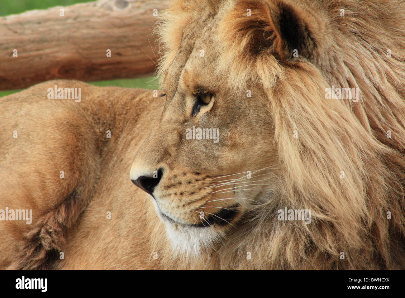 Lion around hi-res stock photography and images - Alamy