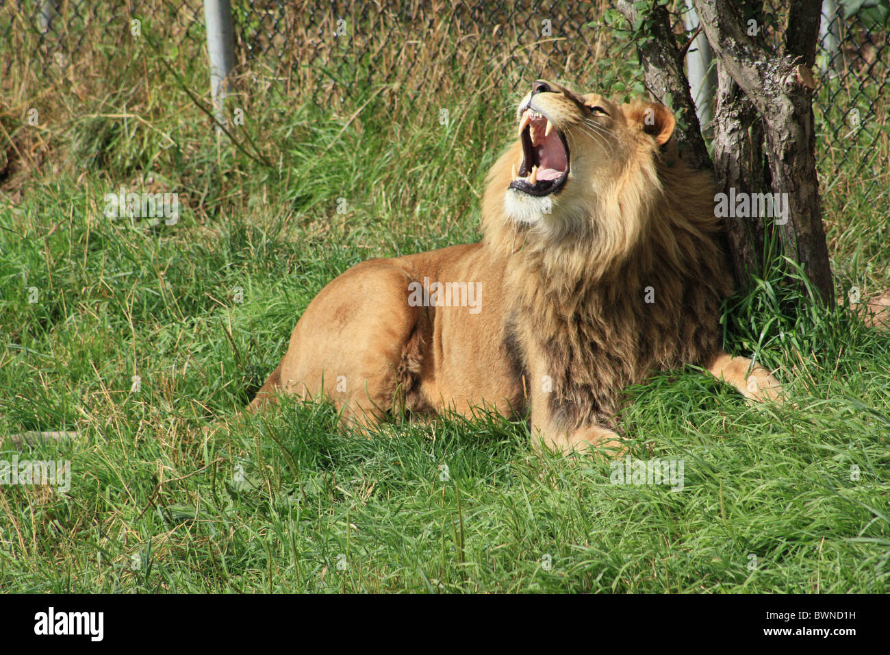 Lions boy hi-res stock photography and images - Alamy