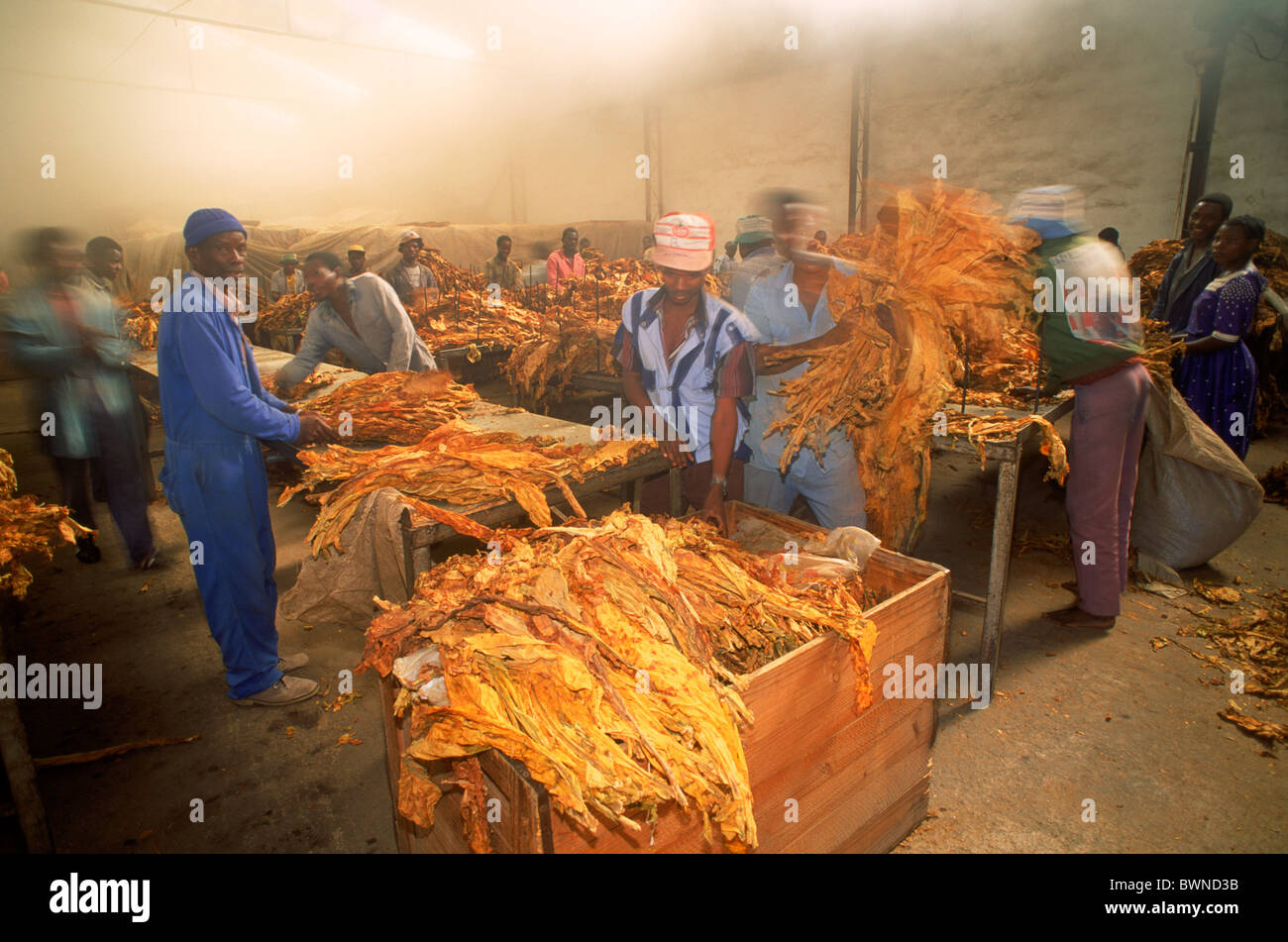 Curing house for grading sorting and weighing tobacco leaves in ...