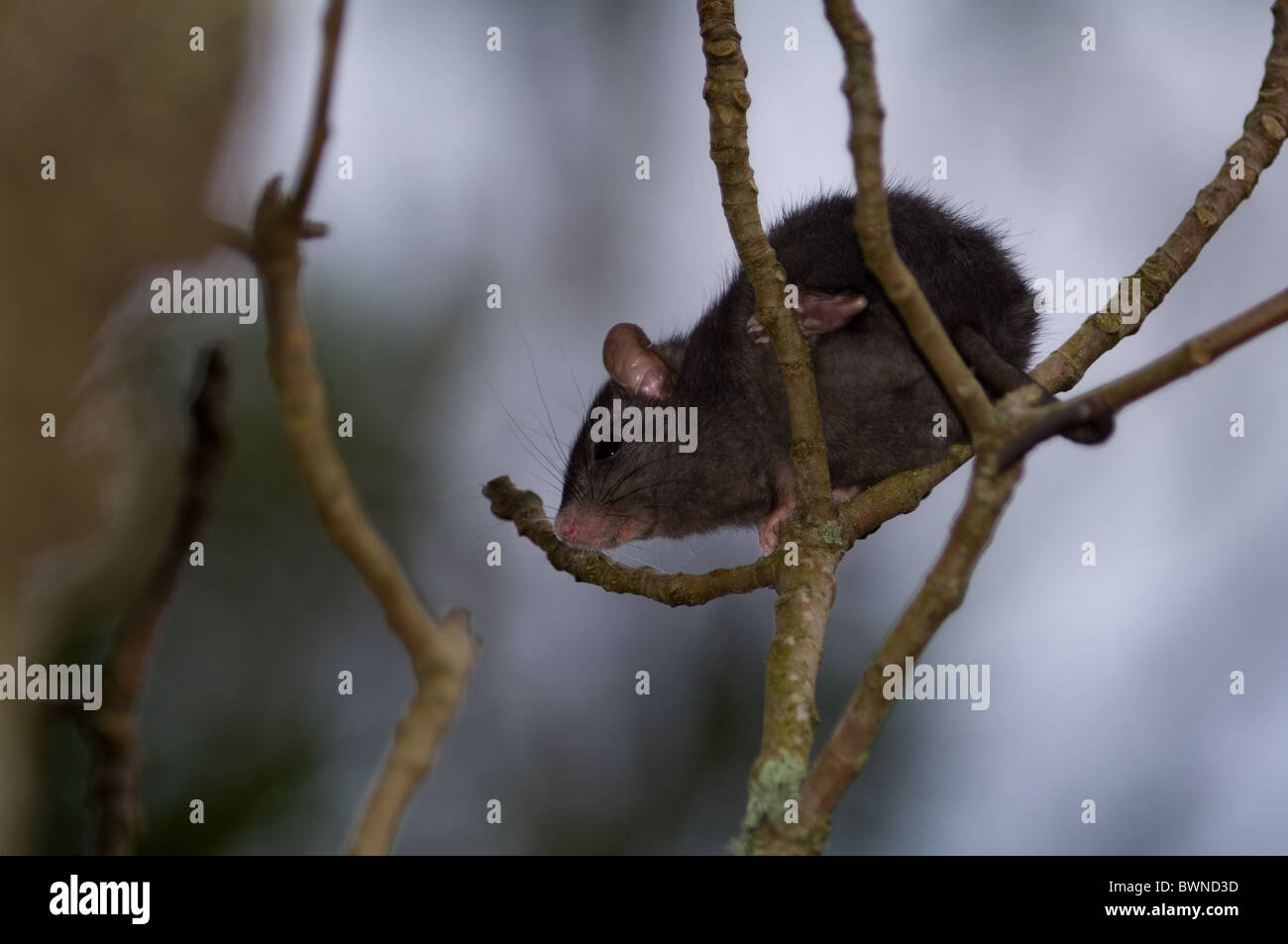 house mouse on a tree Stock Photo - Alamy
