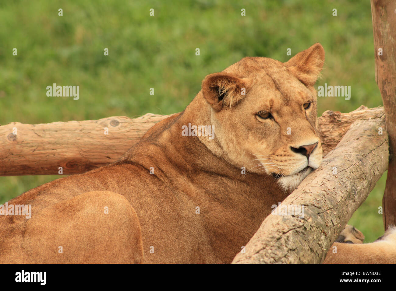 Lion being annoyed by his wife Stock Photo - Alamy