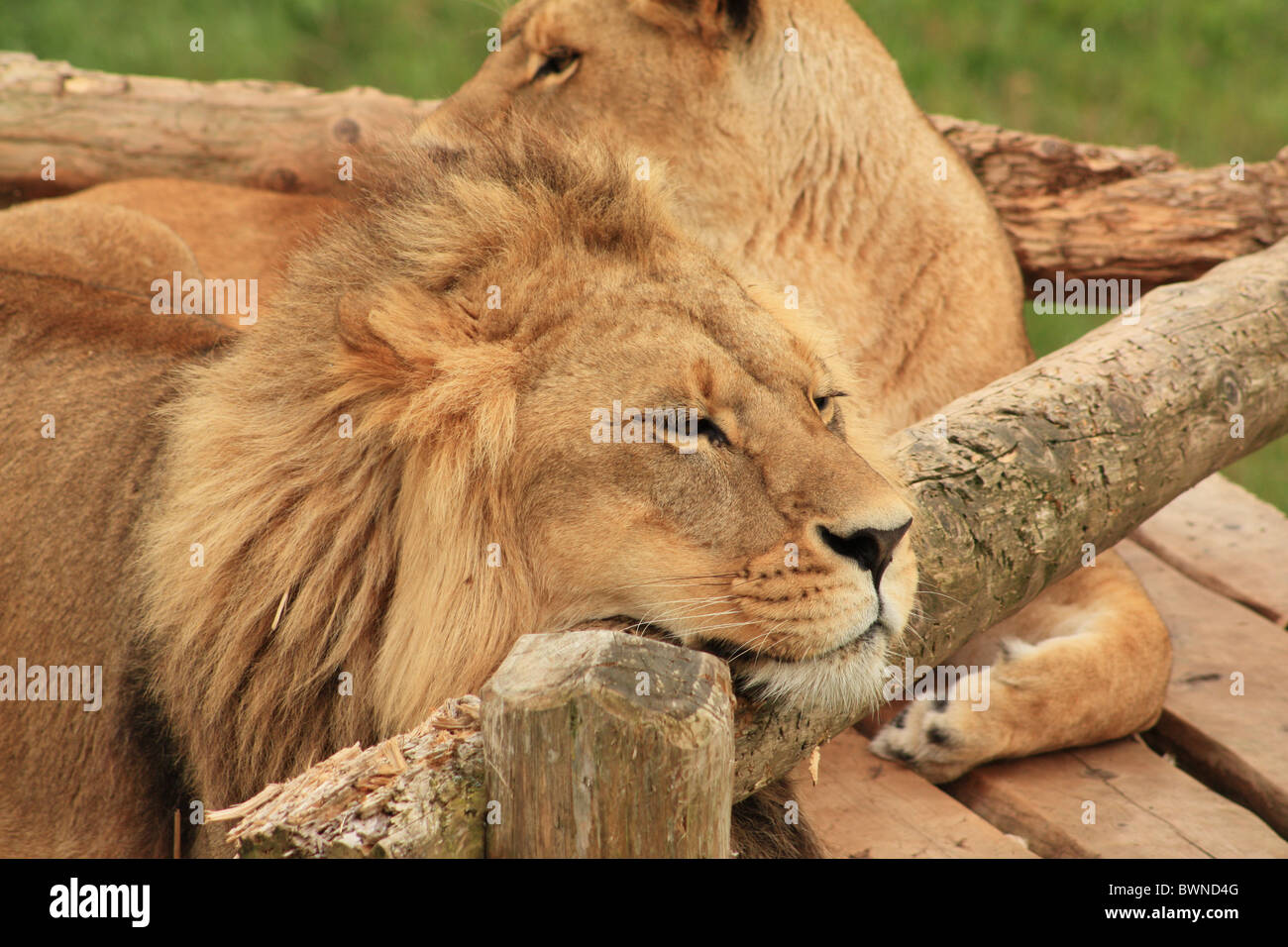 Regal cats hi-res stock photography and images - Alamy