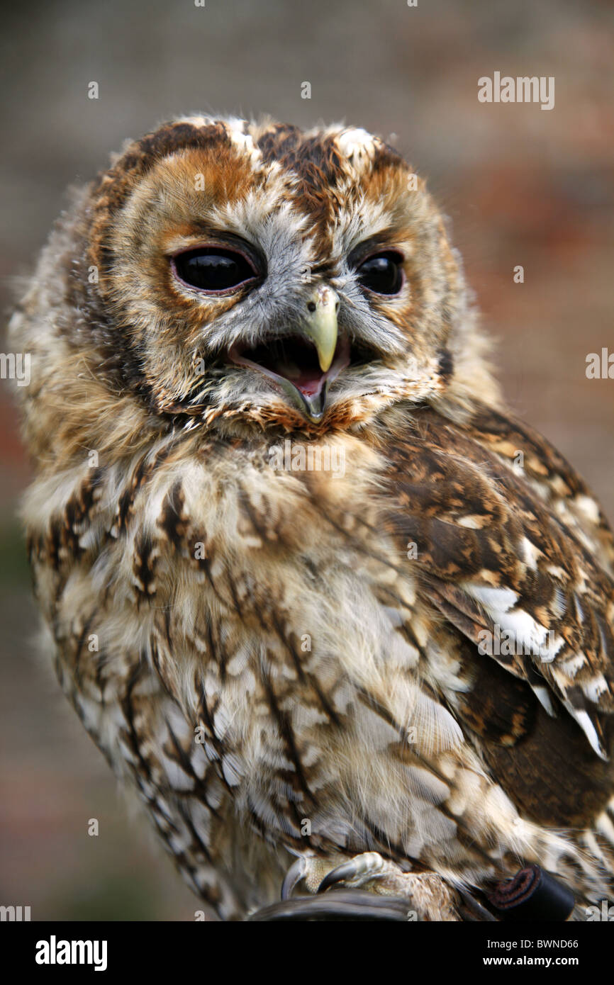 MALE TAWNY OWL STRIX ALUCO SUTTON-ON-THE FOREST SUTTON-ON-THE-FOREST ...