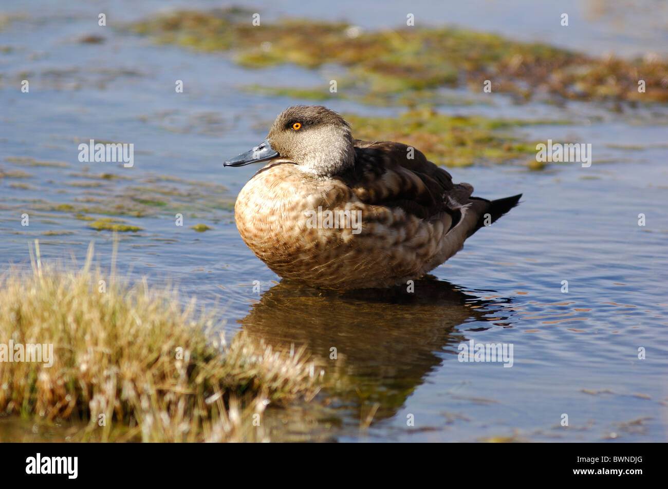 Chile South America Crested Duck Lophonetta specularioides Anas ...