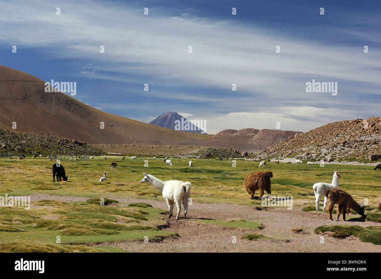Chile South America Llamas Lama glama Machuca near San Pedro de Atacama ...