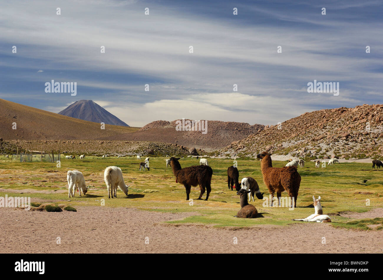 Chile South America Llamas Lama glama Machuca near San Pedro de Atacama ...