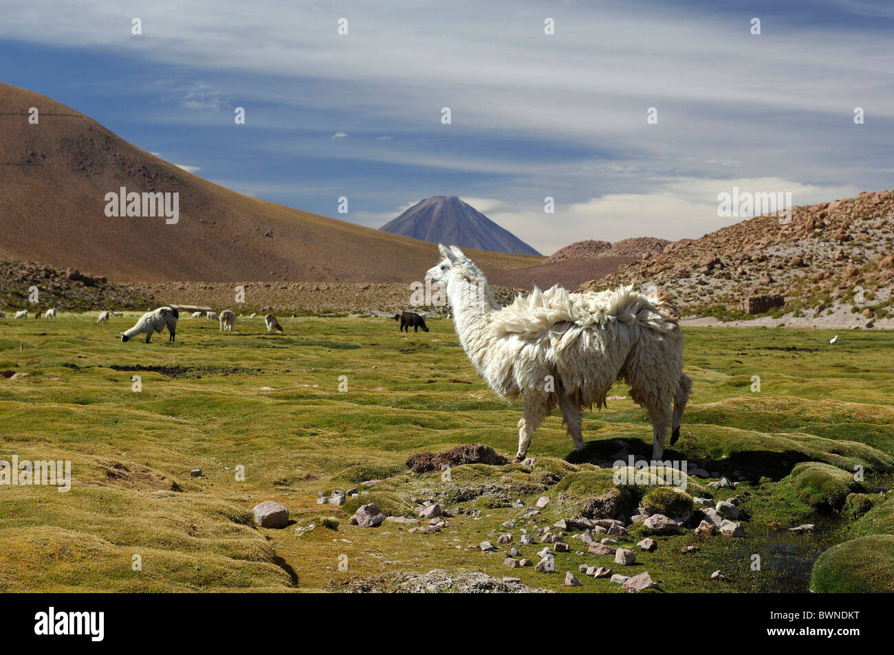Chile South America Llamas Lama glama Machuca near San Pedro de Atacama ...