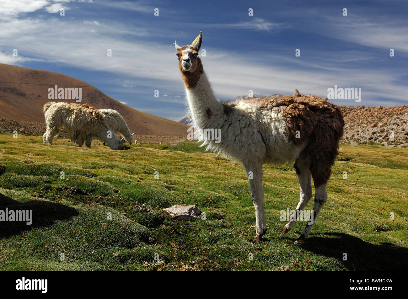Chile South America Llamas Lama glama Machuca near San Pedro de Atacama ...