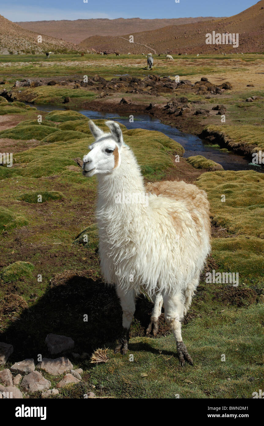 Chile South America Llamas Lama glama Machuca near San Pedro de Atacama ...