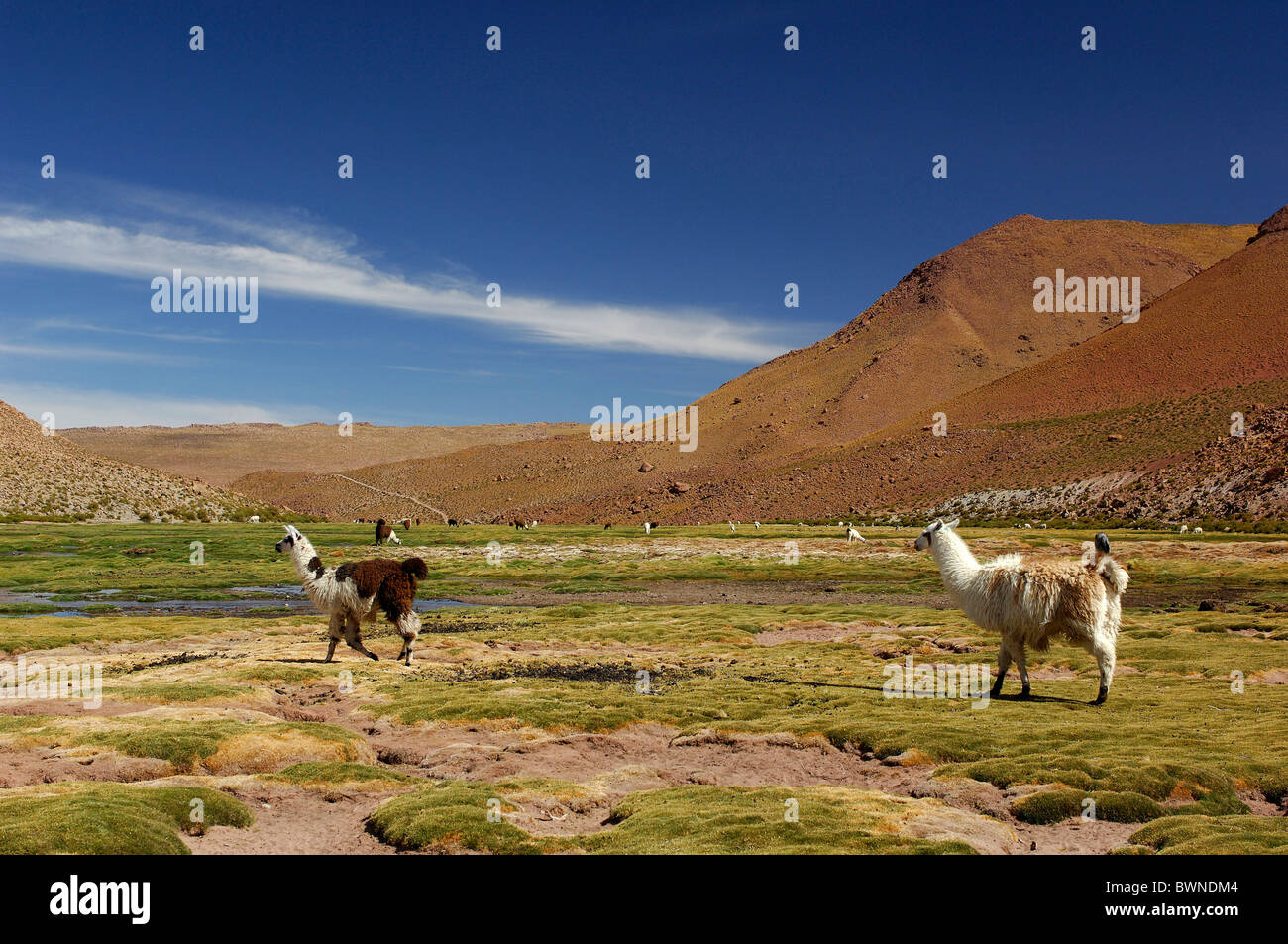 Chile South America Llamas Lama glama Machuca near San Pedro de Atacama ...