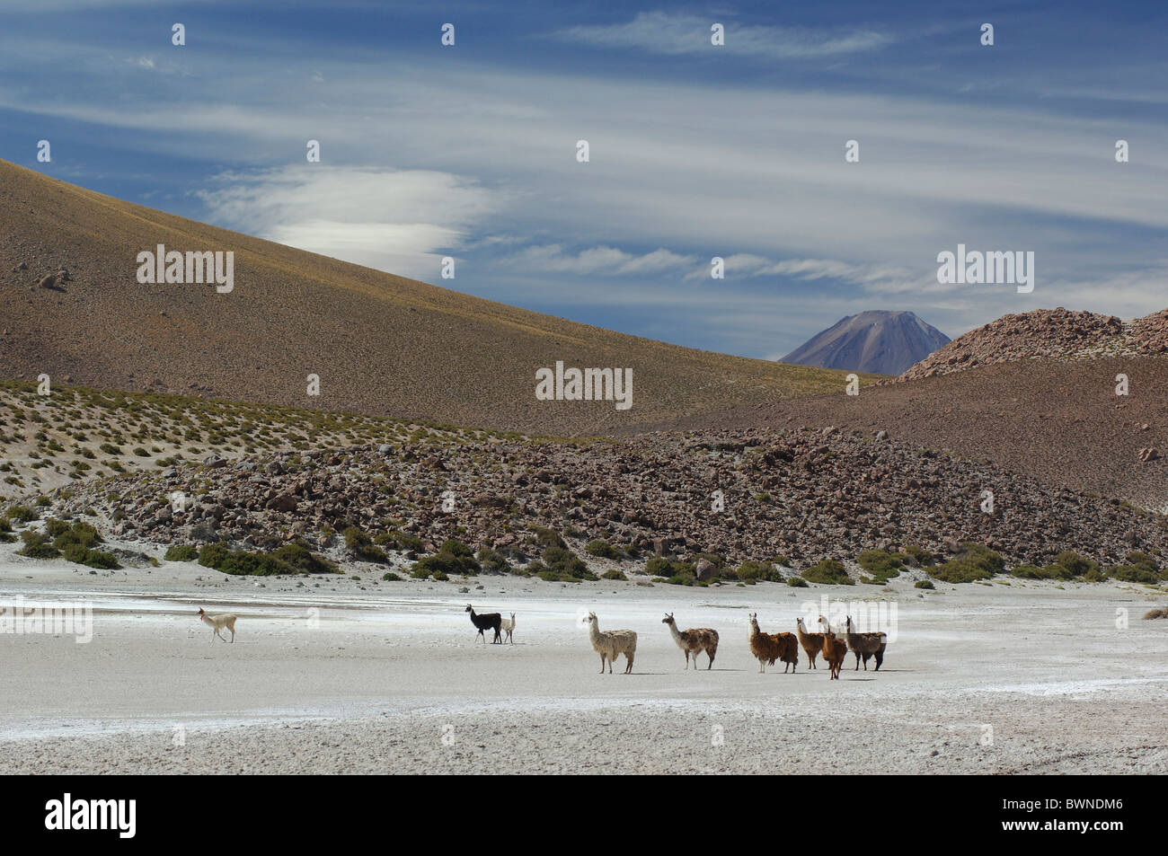 Chile South America Llamas Lama glama Machuca near San Pedro de Atacama ...