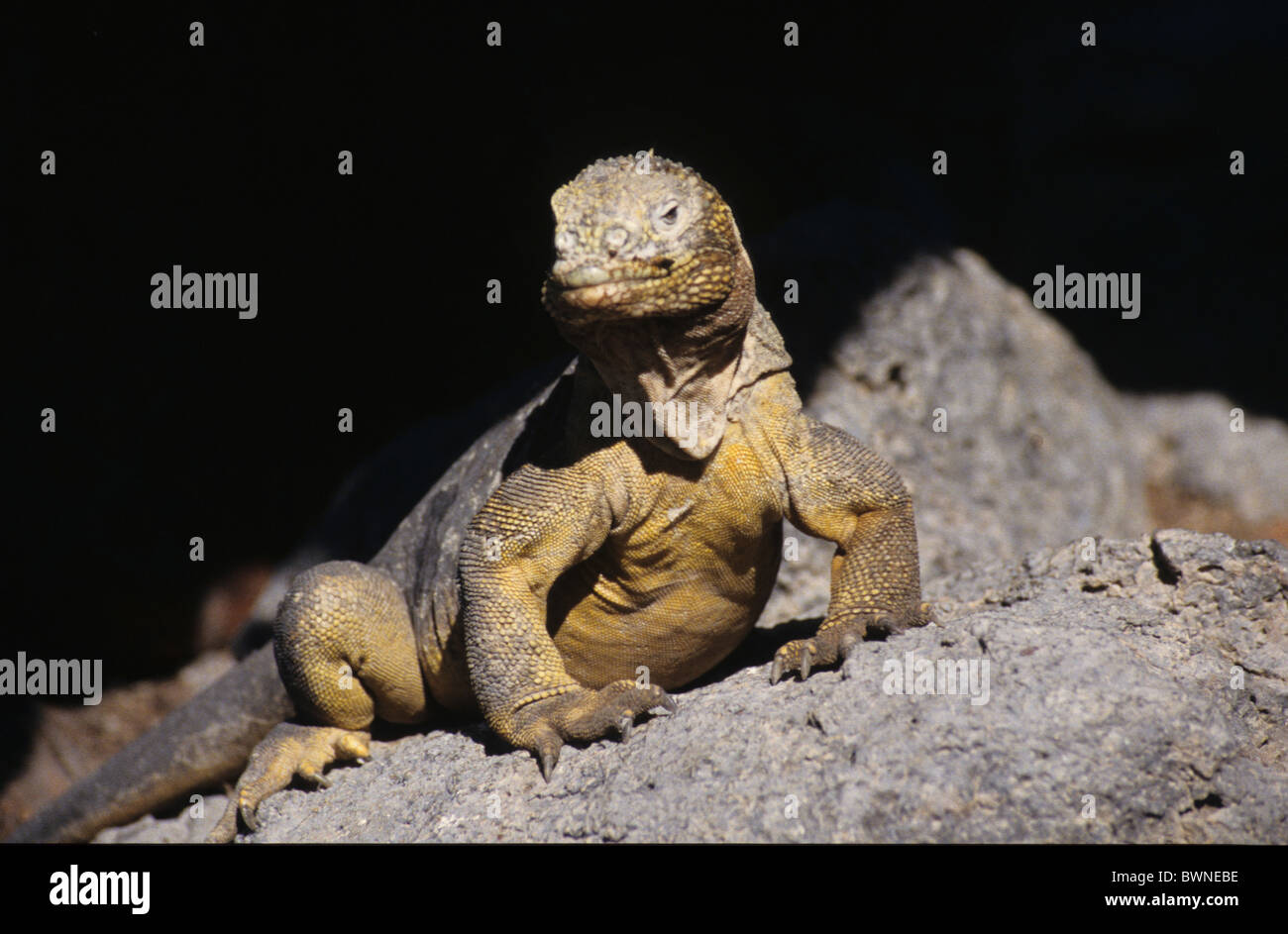 Equador Galapagos Land Iguana Conolophus subcristatus Galapagos Islands ...