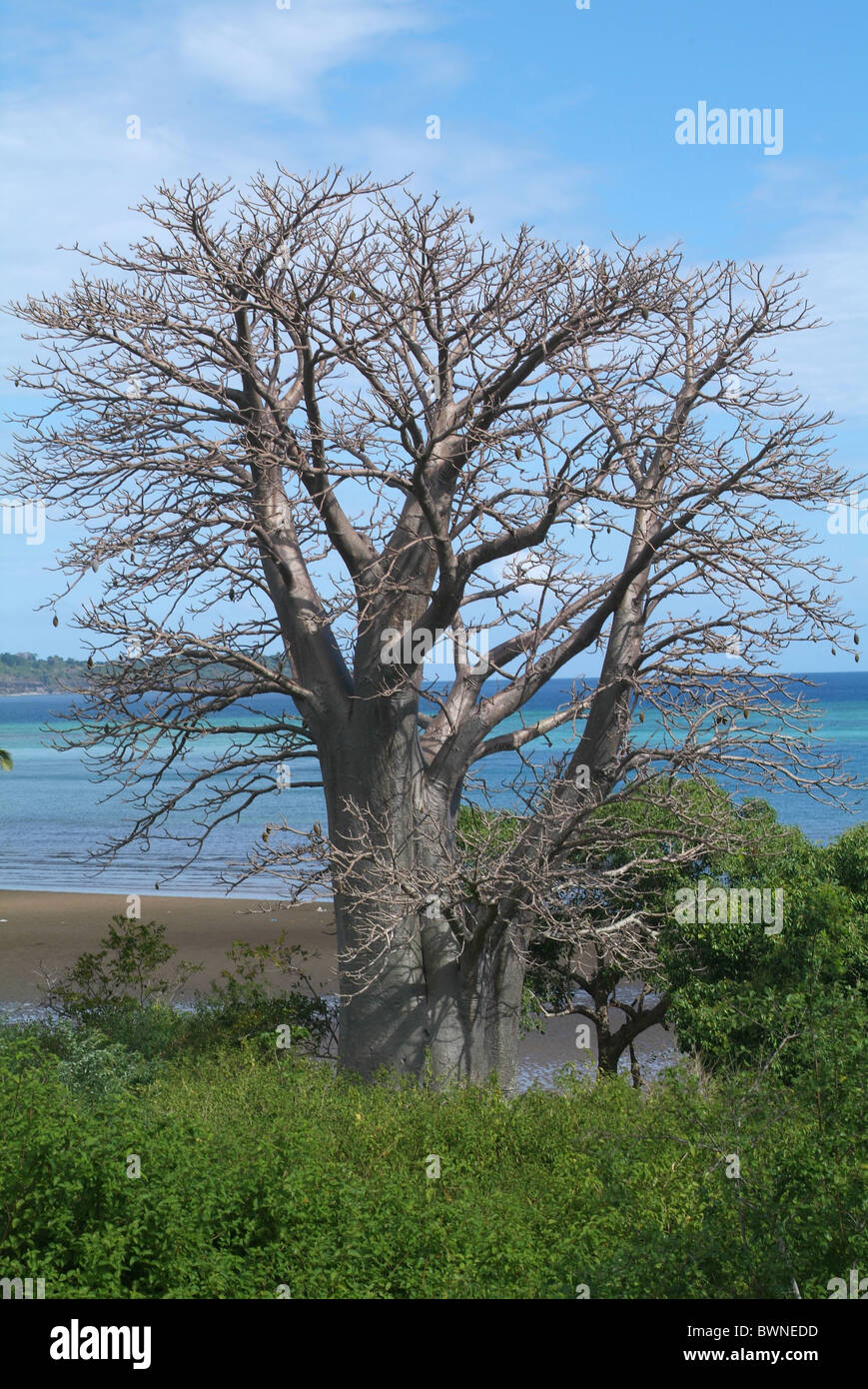 Mayotte baobab tree France Europe Overseas collectivity Indian Ocean ...