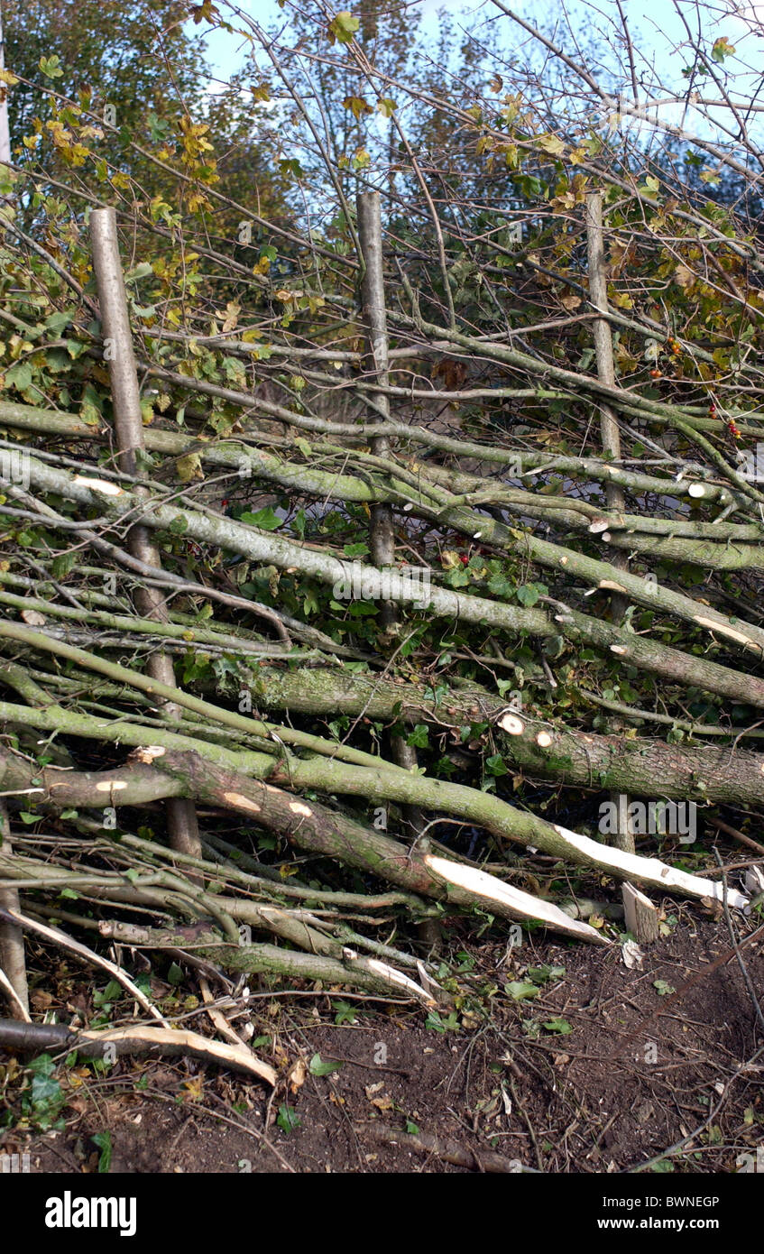 Traditional natural woven hedge at the National Hedgelaying ...