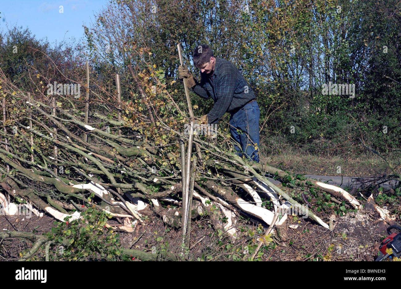 Man constructing a traditional natural woven hedge at the National ...