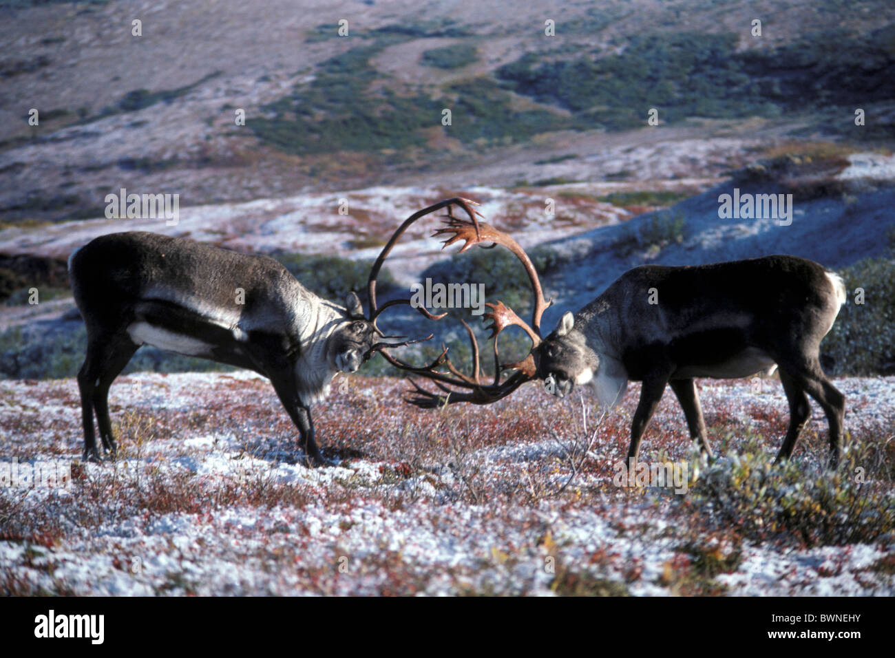 Caribou Rangifer tarandus reindeer Two animals duel Dueling fight ...