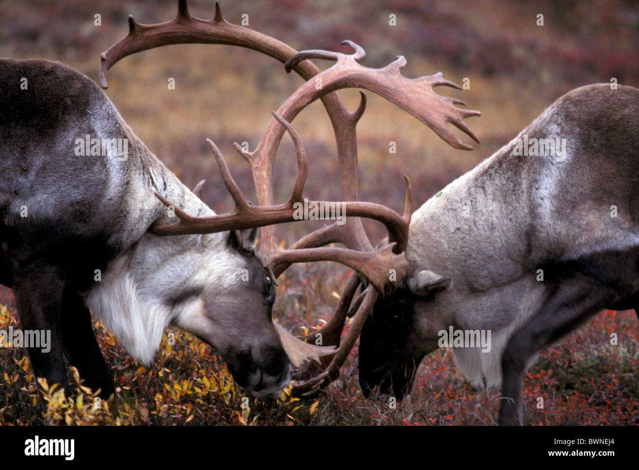 Caribou Rangifer tarandus reindeer Two animals duel Dueling fight ...