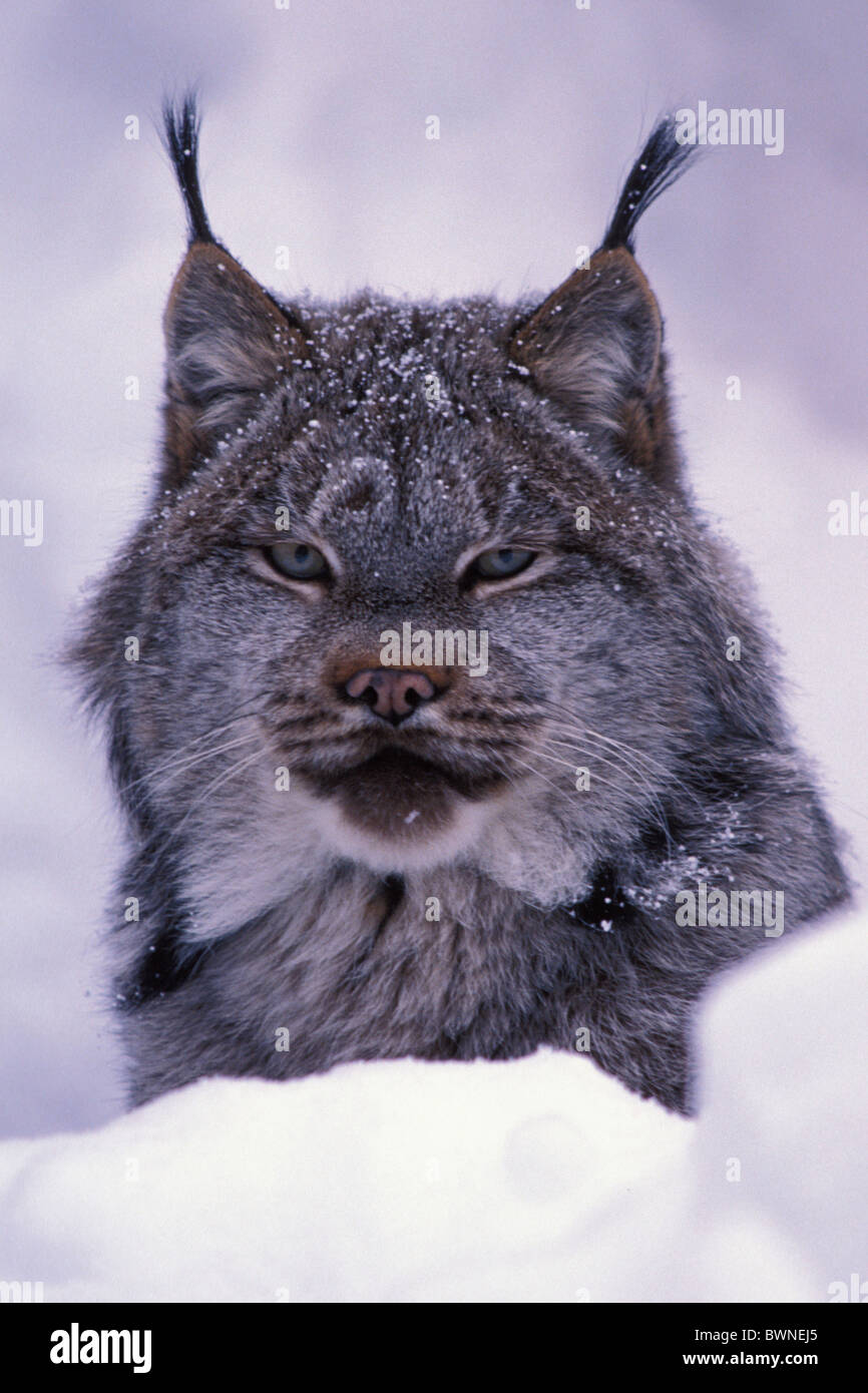 Canadian lynx Lynx canadensis face portrait one animal cat winter snow ...