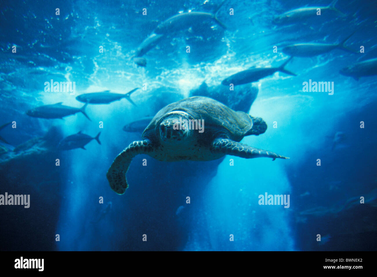 Hawksbill turtle Eretmochelys imbricata underwater water blue animal ...