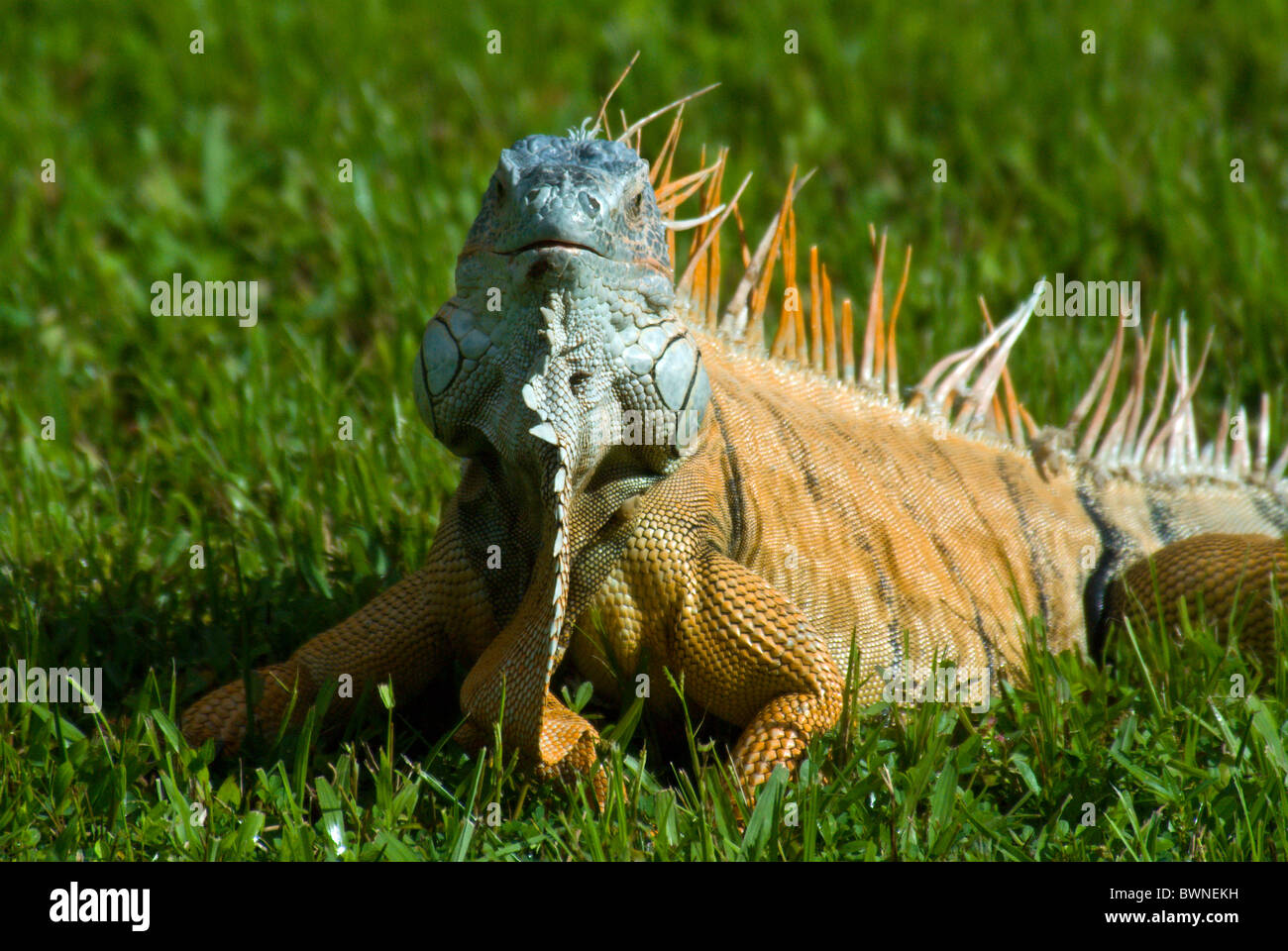 One green iguana lizard hi-res stock photography and images - Alamy