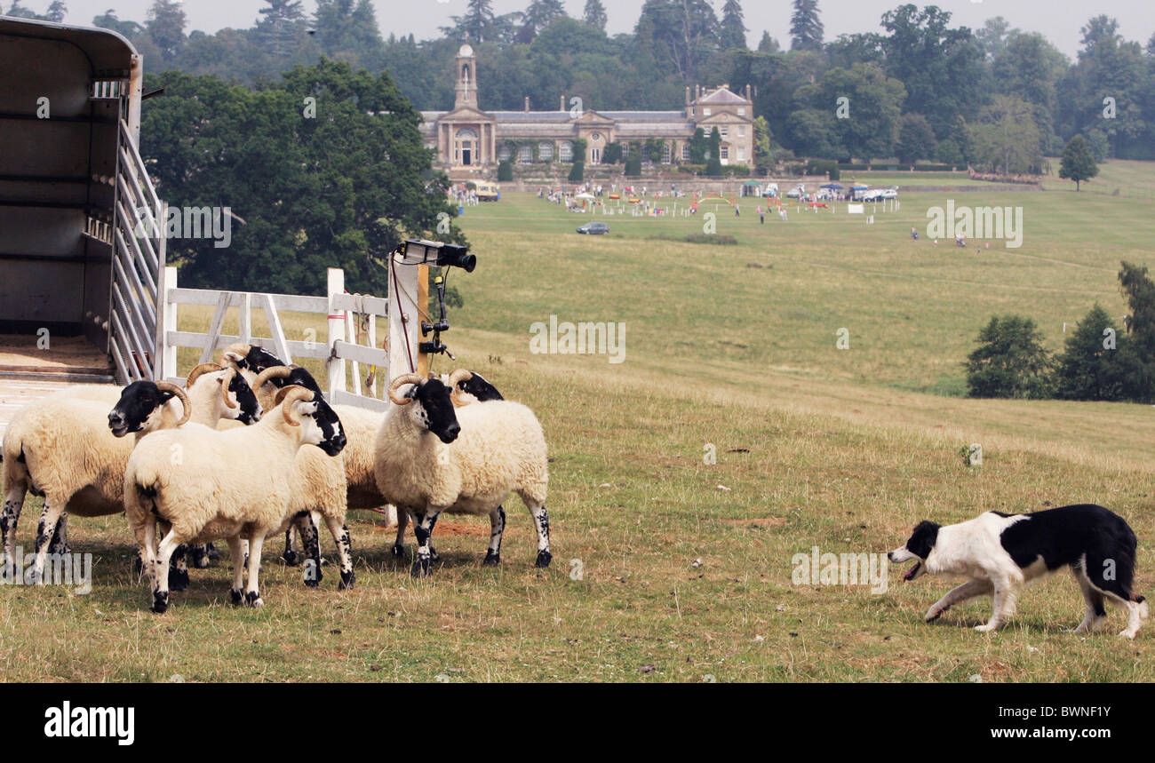 Sheepdog taking part in "One Man and His Dog" TV show at the Dog Show ...