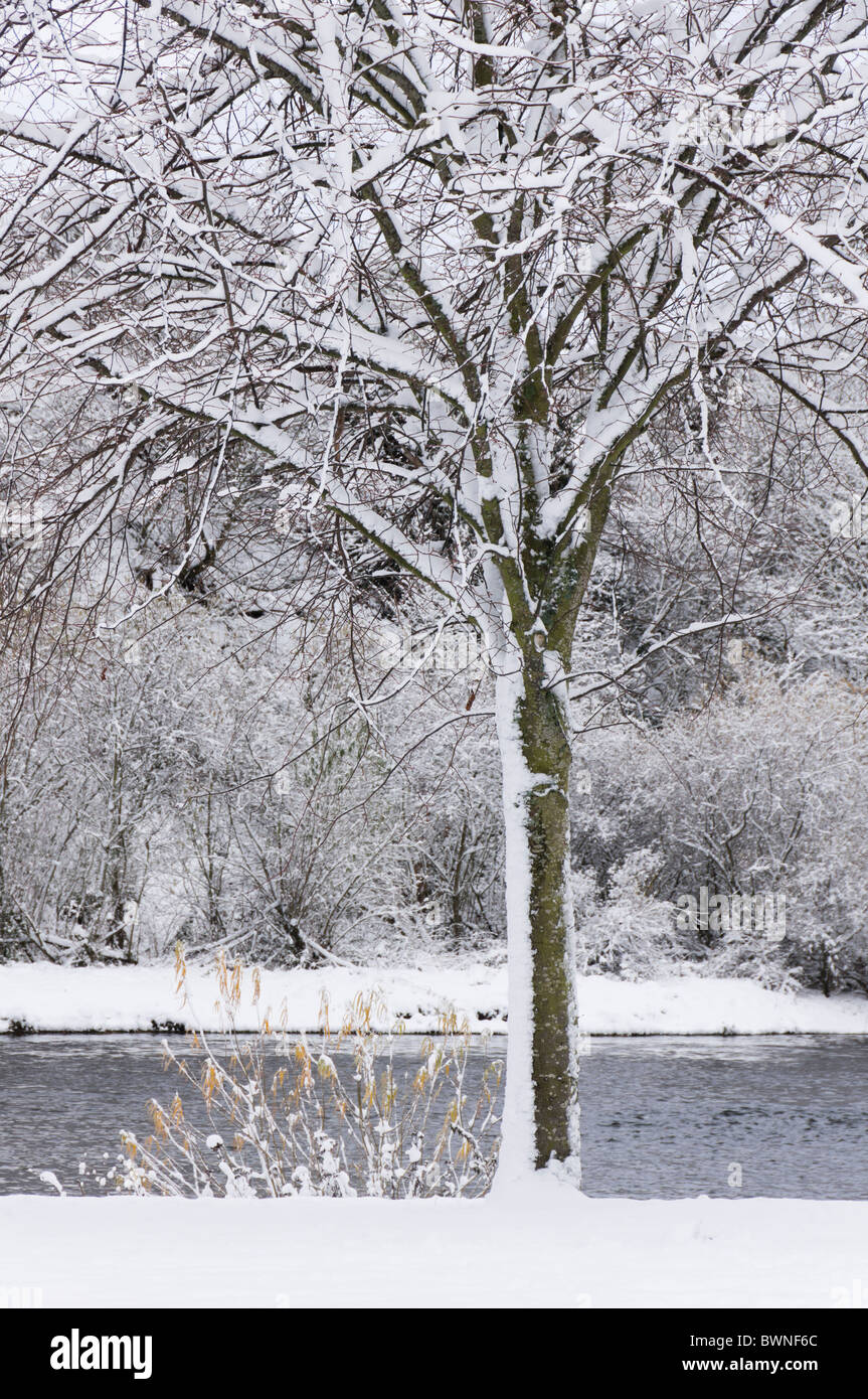 Snowy tree beside the Tweed in Kelso, Scotland, in midwinter Stock ...