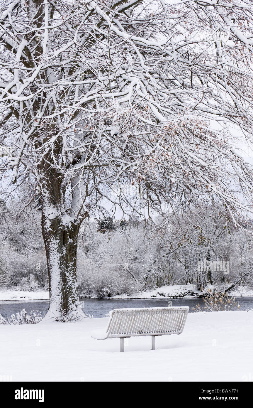 Snowy tree beside the Tweed in Kelso, Scotland, in midwinter Stock ...