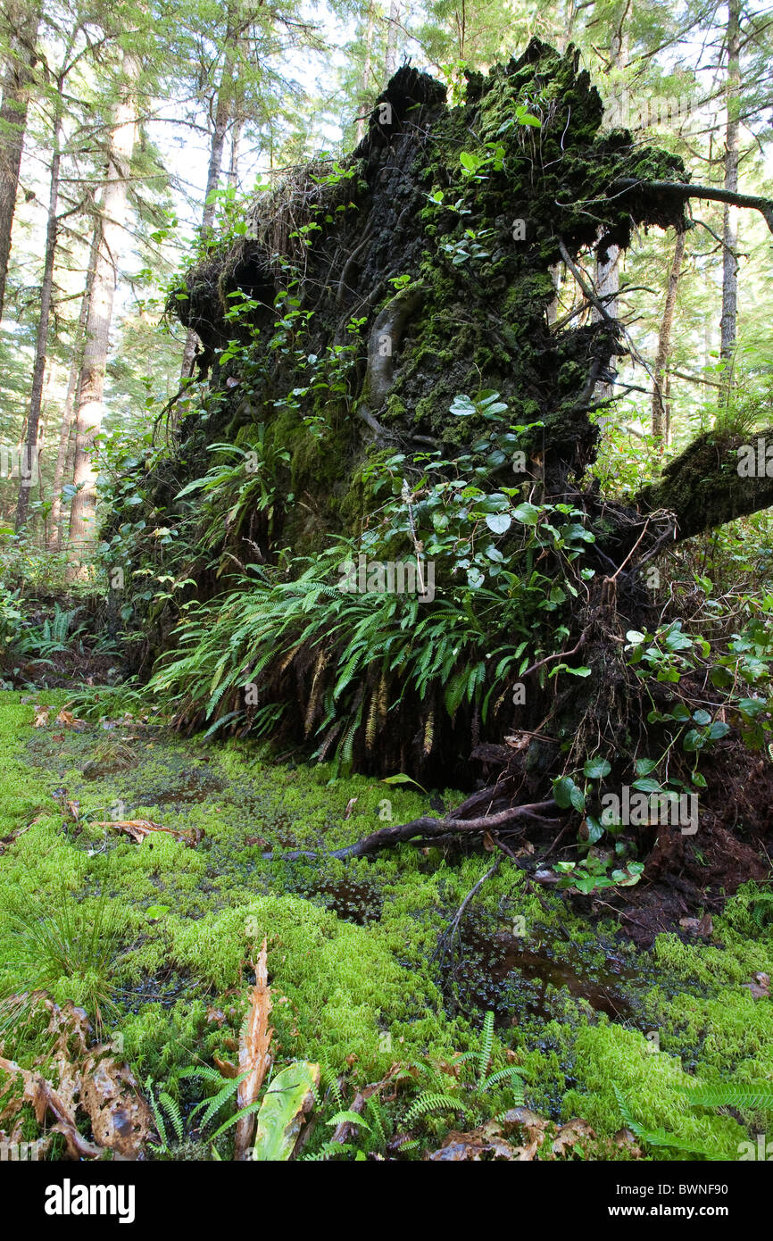 Windthrow along the Ozette Loop Trail - Olympic National Park Stock ...