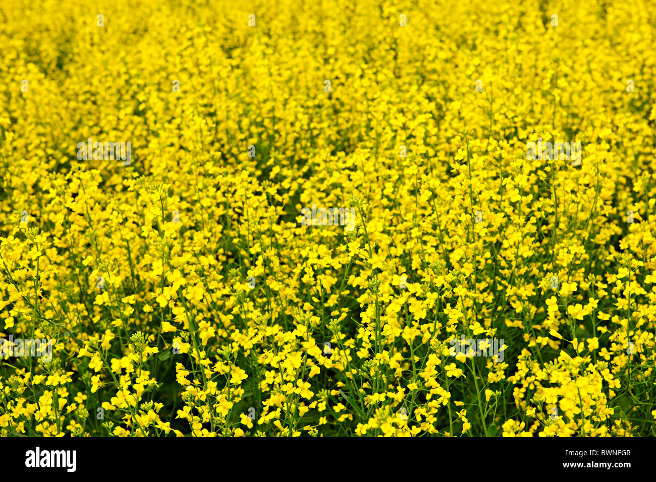 Flowering canola hi-res stock photography and images - Alamy