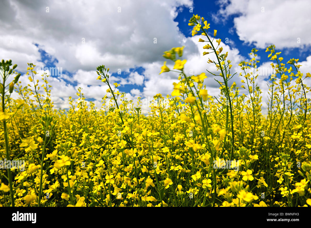Growing canola hi-res stock photography and images - Alamy