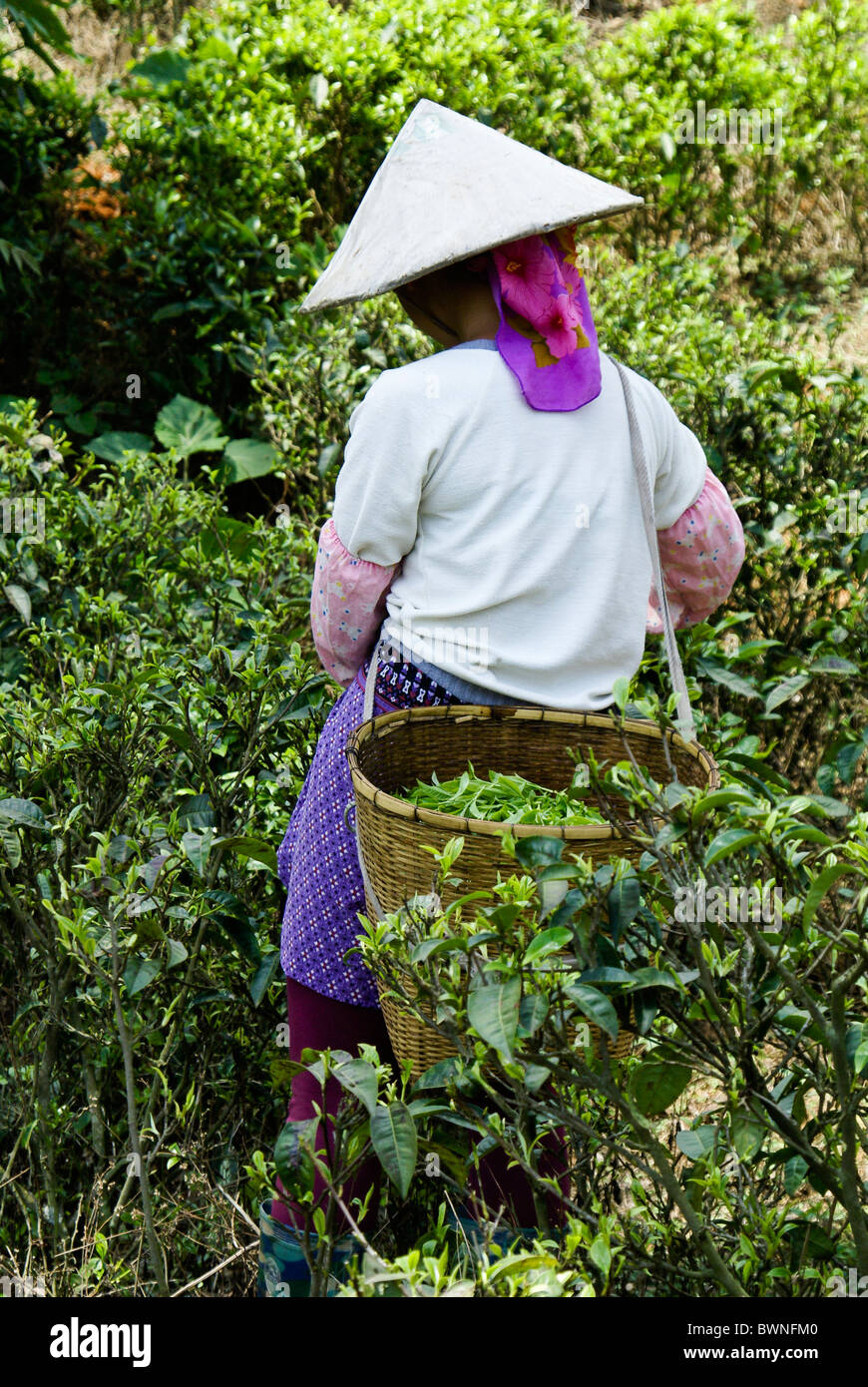 Woman picking tea leaves, Xishuangbanna, Yunnan, China Stock Photo - Alamy