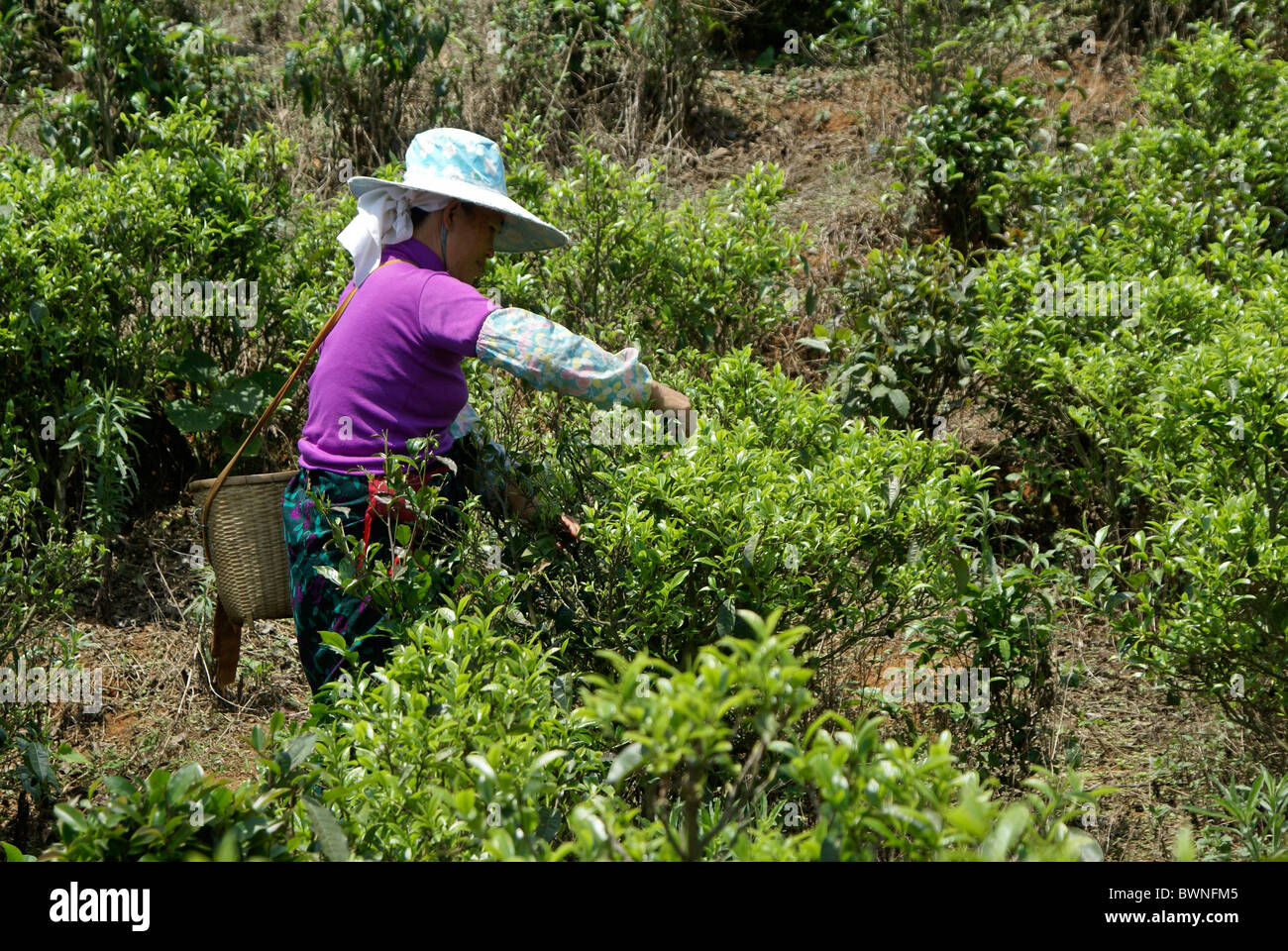 Picking tea hi-res stock photography and images - Alamy